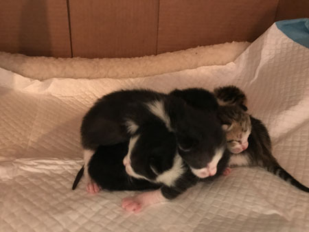 An Off Topic Craft--How To Make A Catnip Mouse — Pixie Dust Dolls